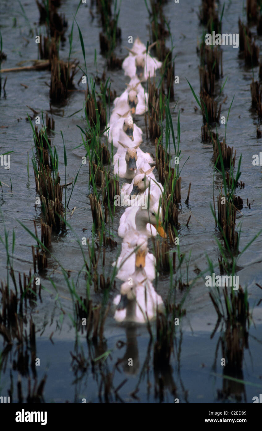 Ducks Bali Indonesia Stock Photo - Alamy