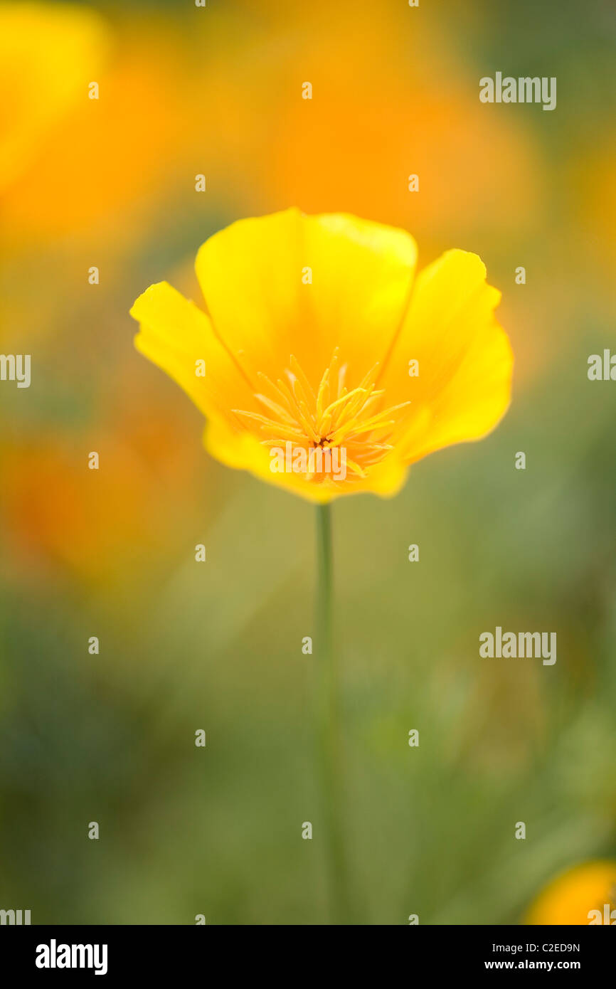 Yellow Poppy Flower, Mount Hood, Oregon, Usa Stock Photo - Alamy