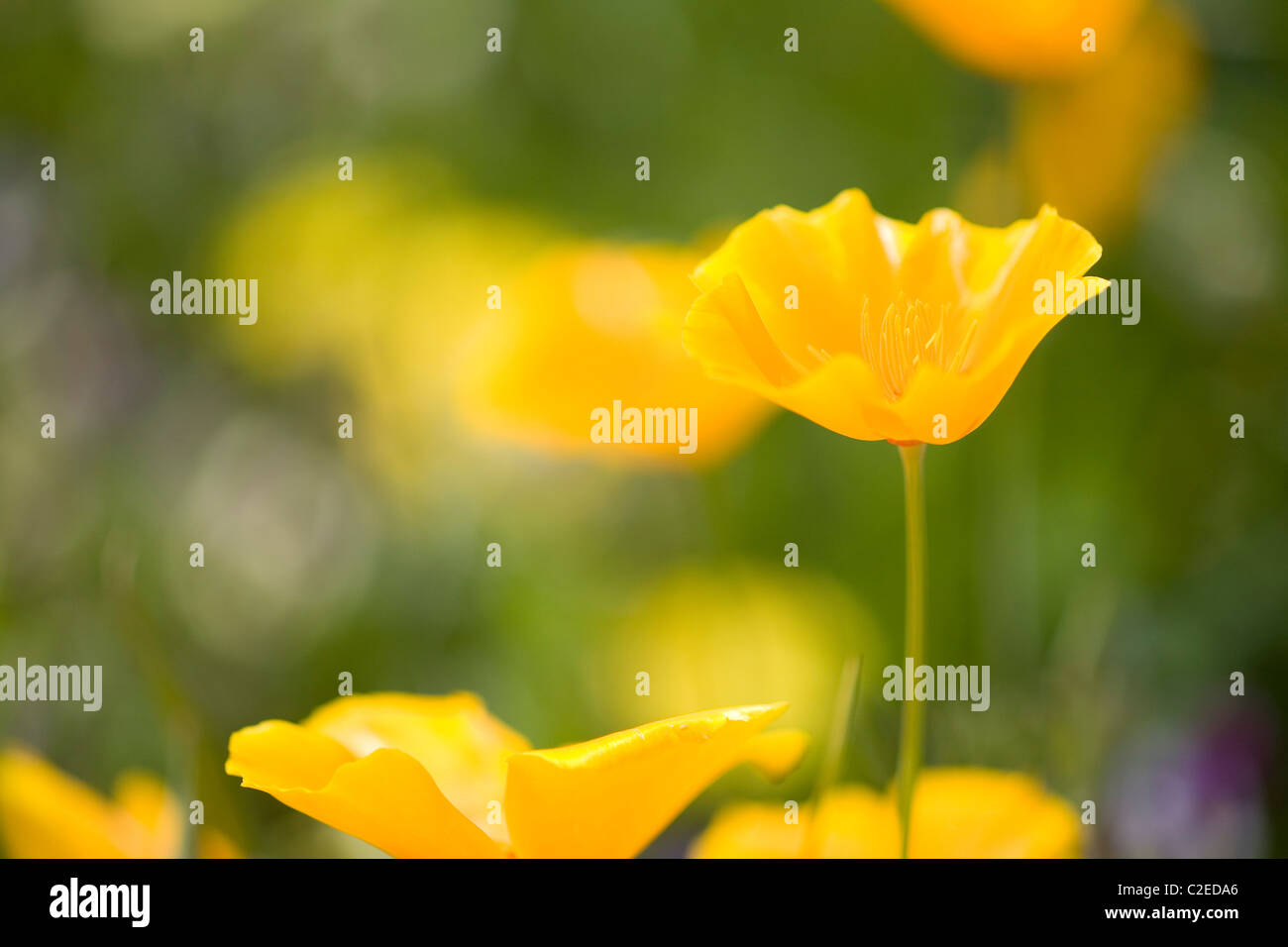 Yellow Poppy Flower, Mount Hood, Oregon, Usa Stock Photo - Alamy