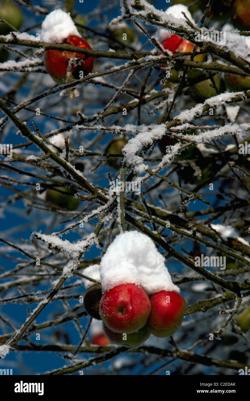 Snow Covered Apples on Orchard Apple Tree, Okanagan Valley, BC, British ...