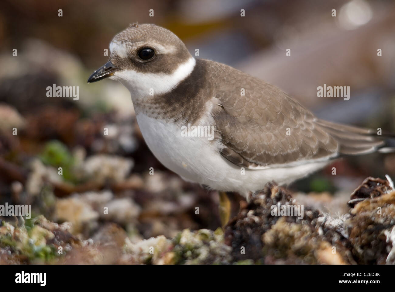 Ringed Plover (Charadrius hiaticula) in winter plumage Stock Photo - Alamy
