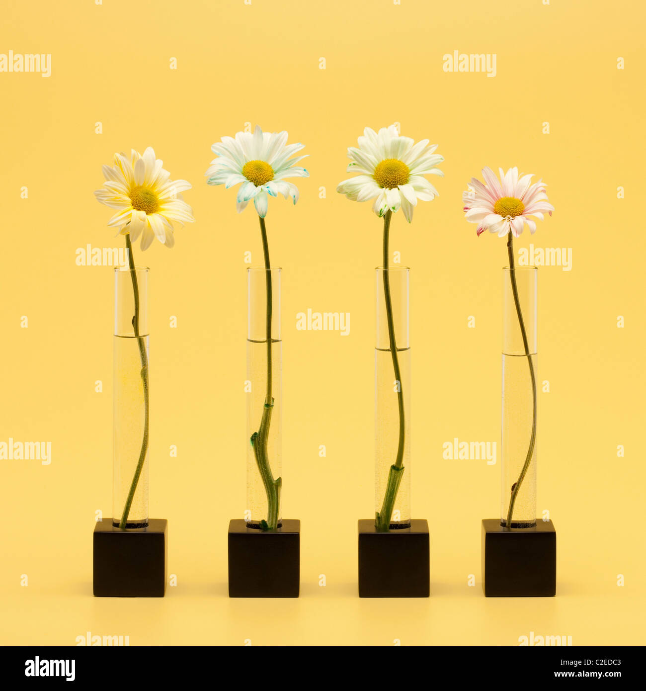 Botanical shots hi-res stock photography and images - Alamy