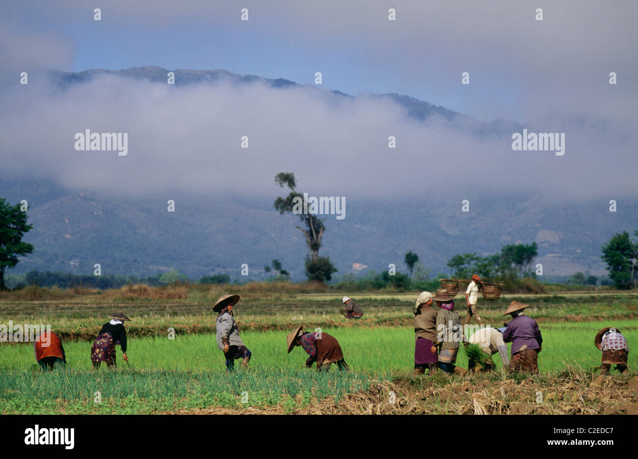 Rice real shot hi-res stock photography and images - Alamy