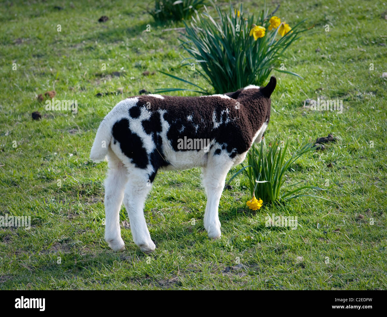 Jacob sheep lamb hi-res stock photography and images - Alamy