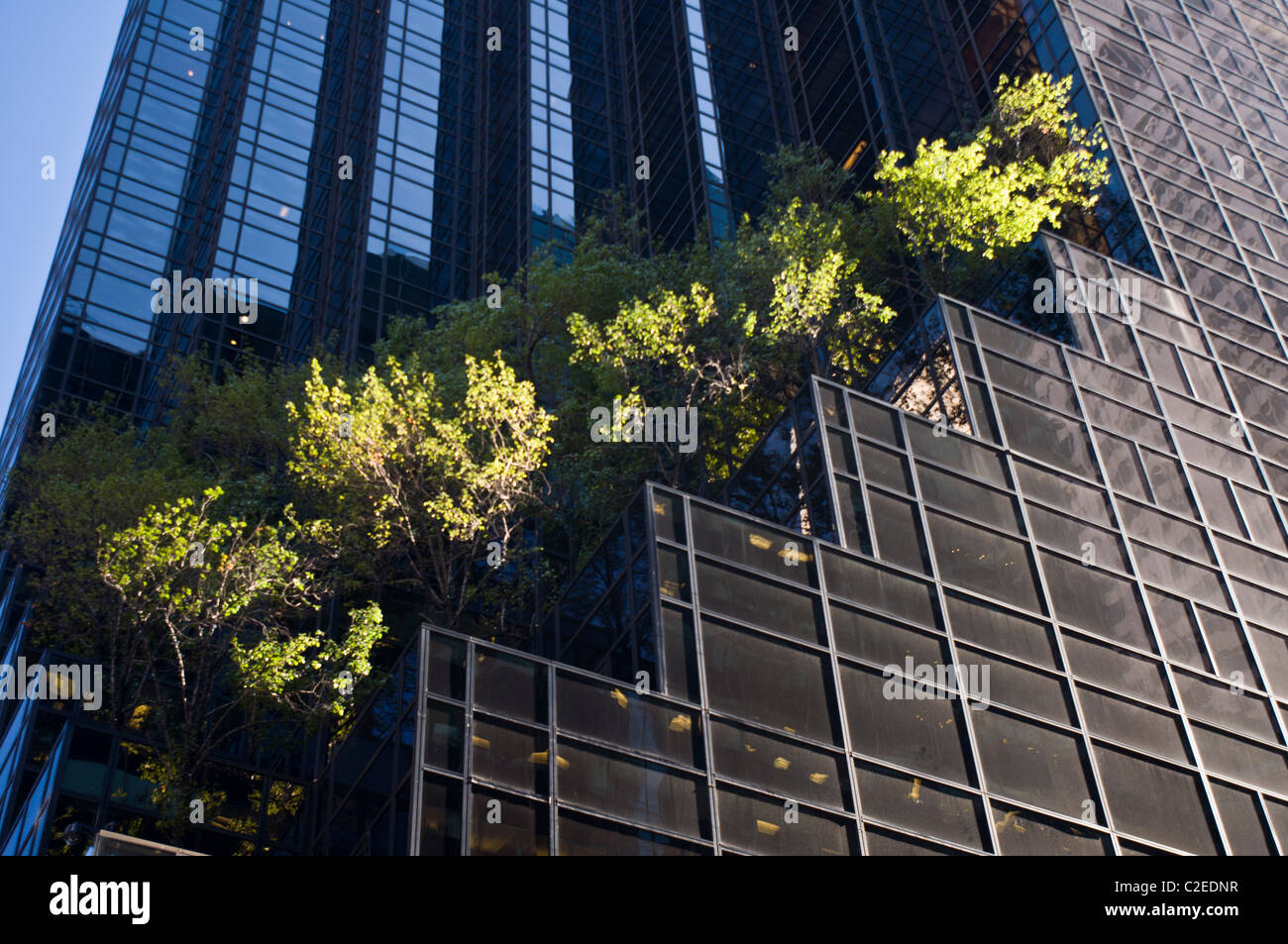 Green trees growing on The Trump Tower, Fifth Avenue, Manhattan, New ...