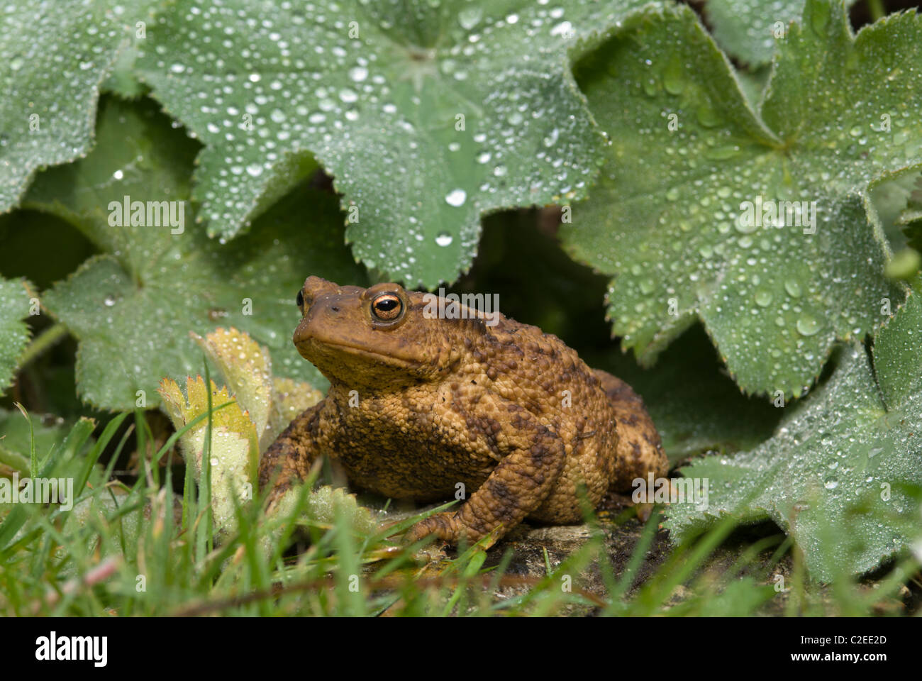 Toad Sussex England Stock Photo - Alamy