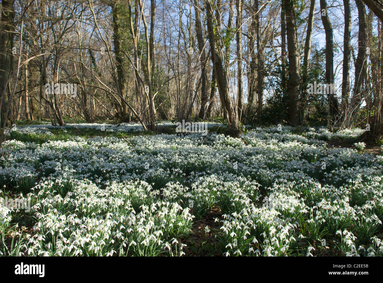 Large snowdrops hi-res stock photography and images - Alamy