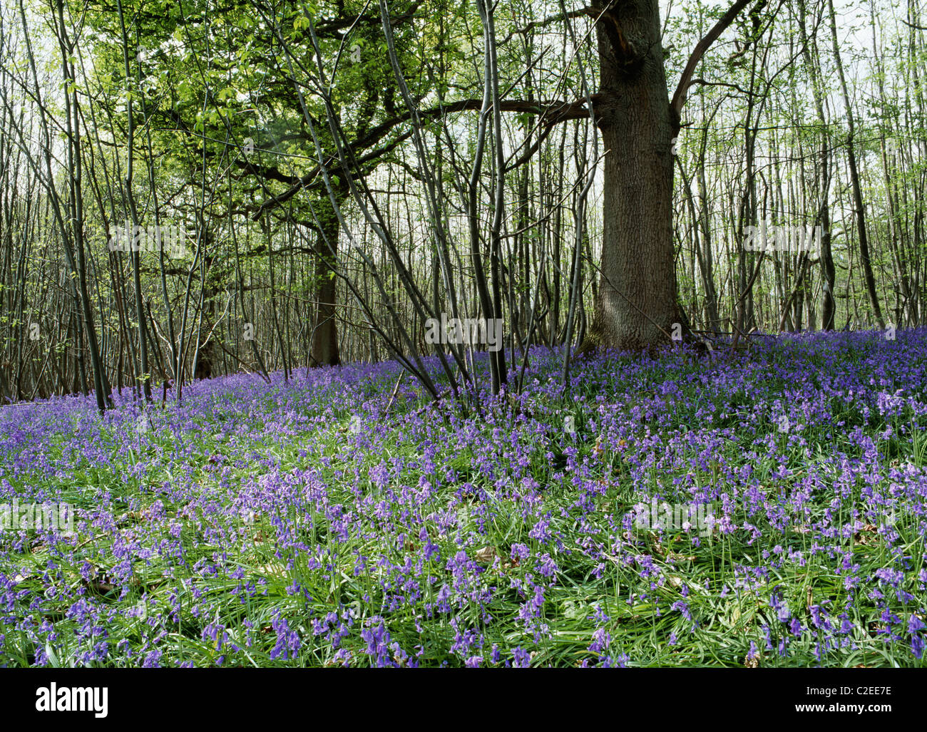 Coppice Woodland Sussex England Stock Photo - Alamy