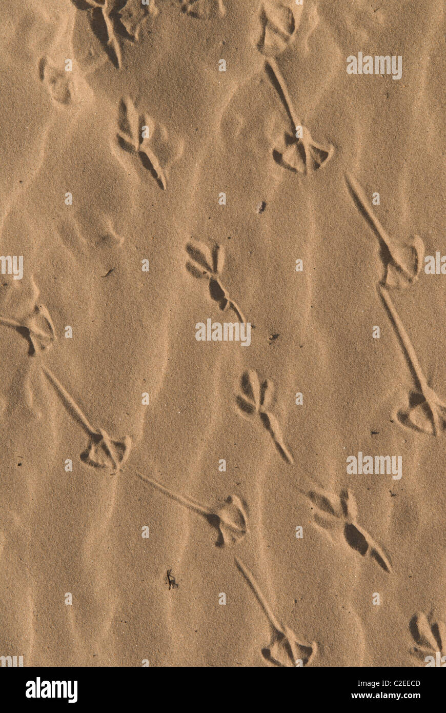 Bird Tracks Northumberland England Stock Photo - Alamy