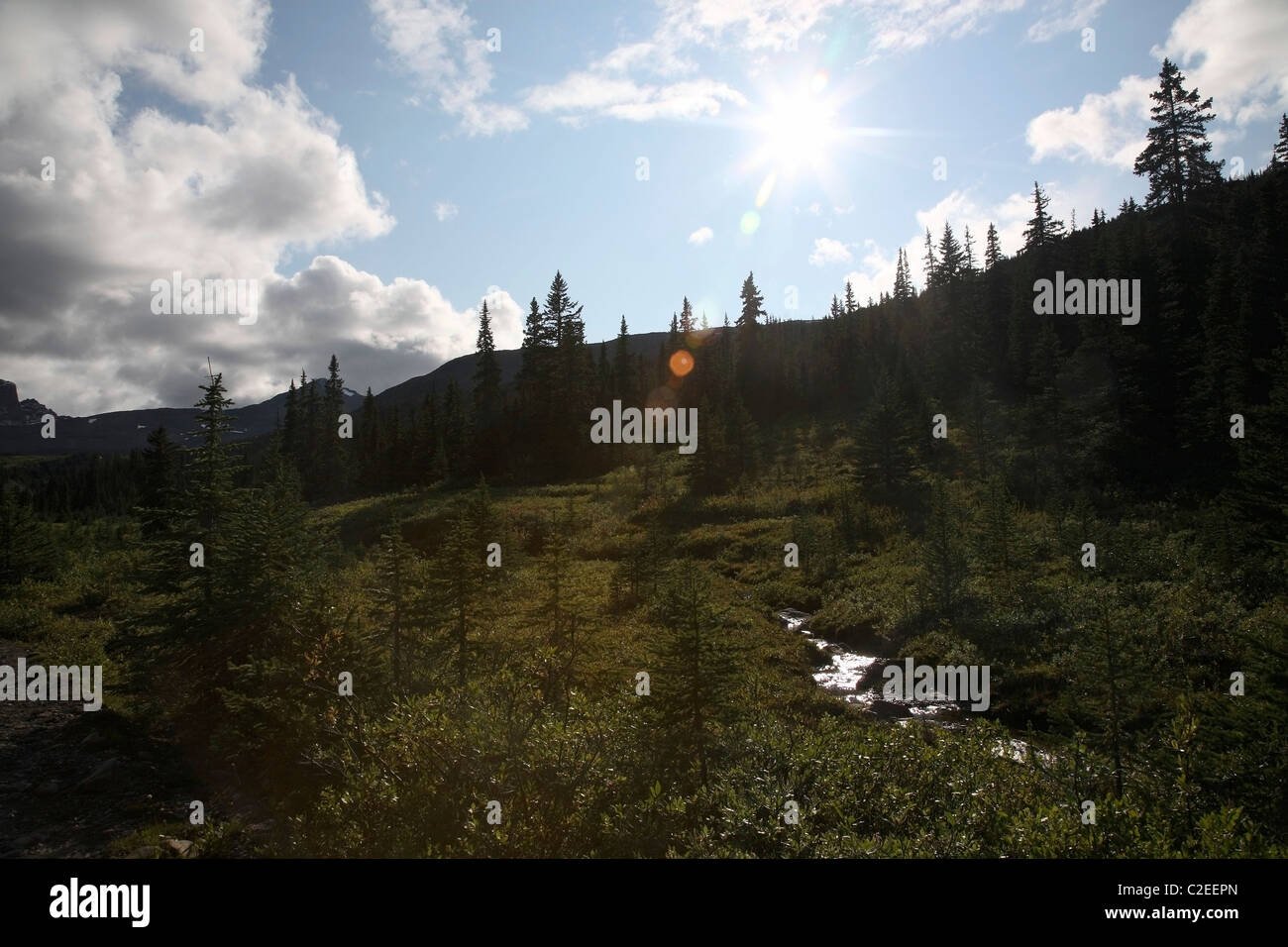 Jasper National Park, Alberta, Canada; Stream Running Through Forest ...