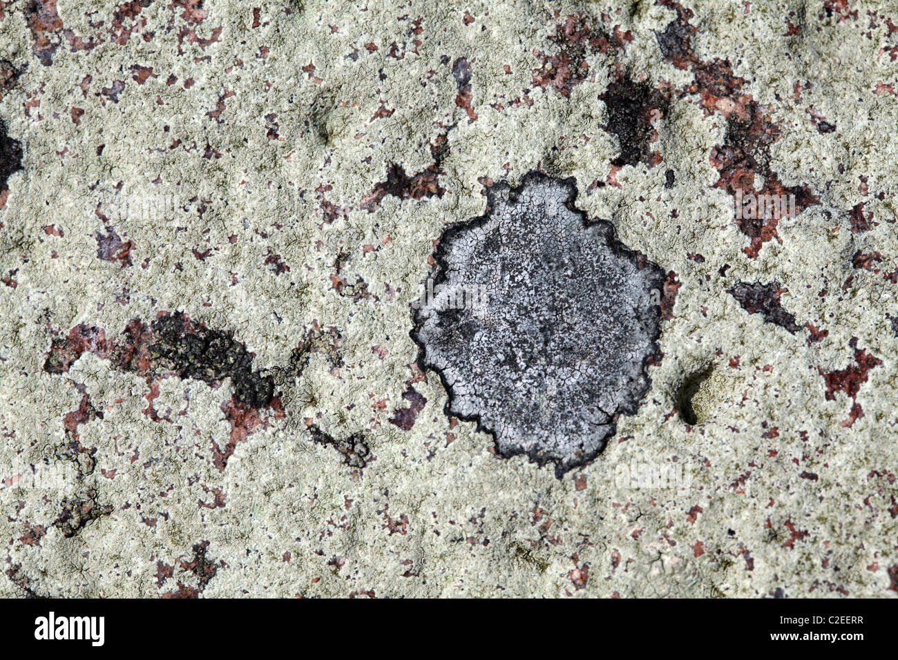 Lichen circular hi-res stock photography and images - Alamy