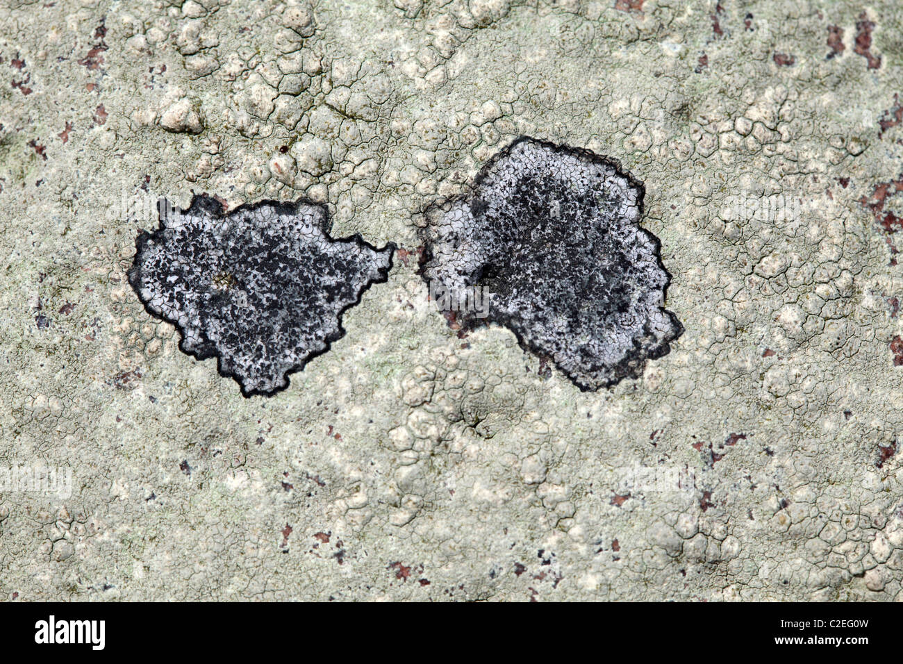 Grey circular lichen on rock hi-res stock photography and images - Alamy
