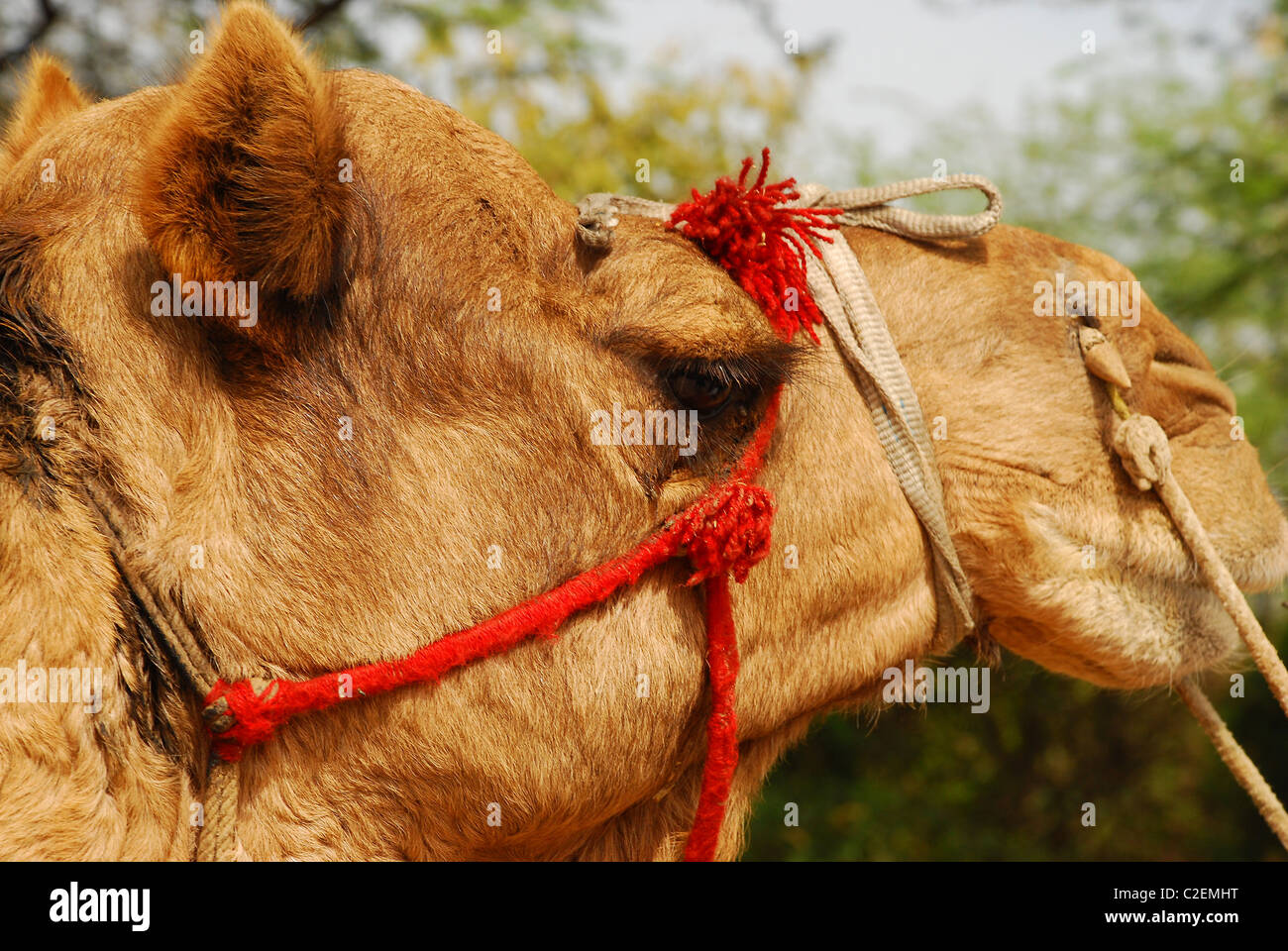 Arabian camel harness hi-res stock photography and images - Alamy