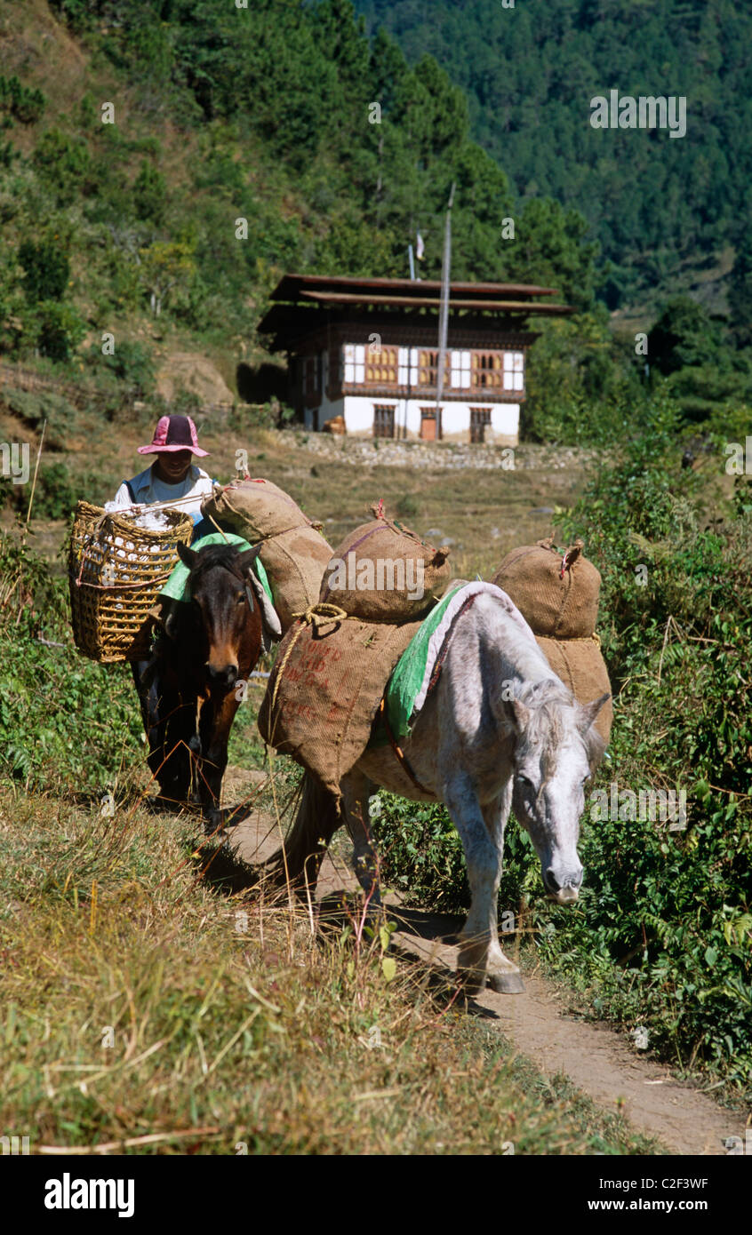 Rice Harvest Punakha Valley Bhutan Stock Photo - Alamy