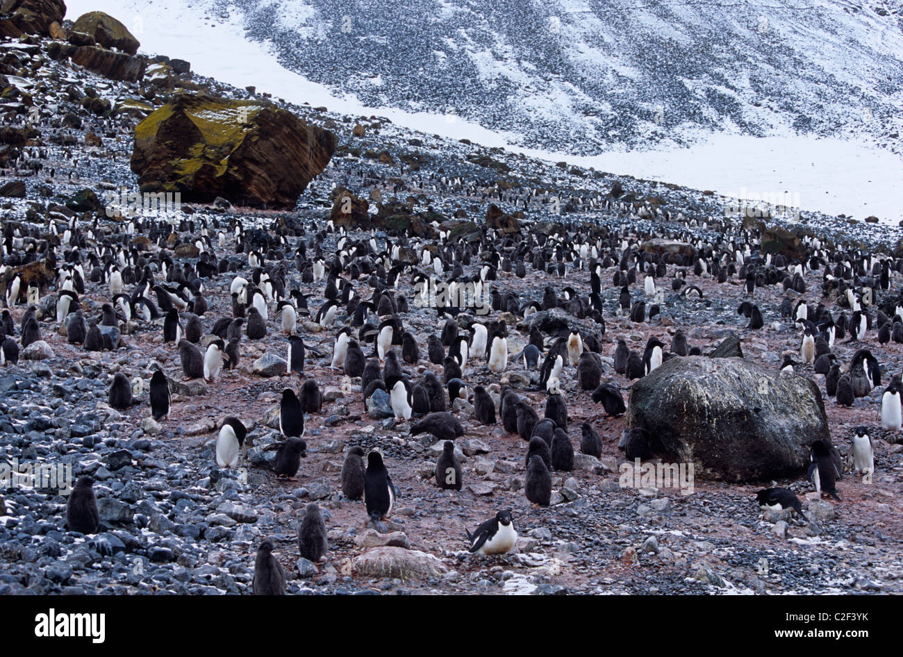 Adelie Penguins Paulet Island Antarctica Stock Photo - Alamy
