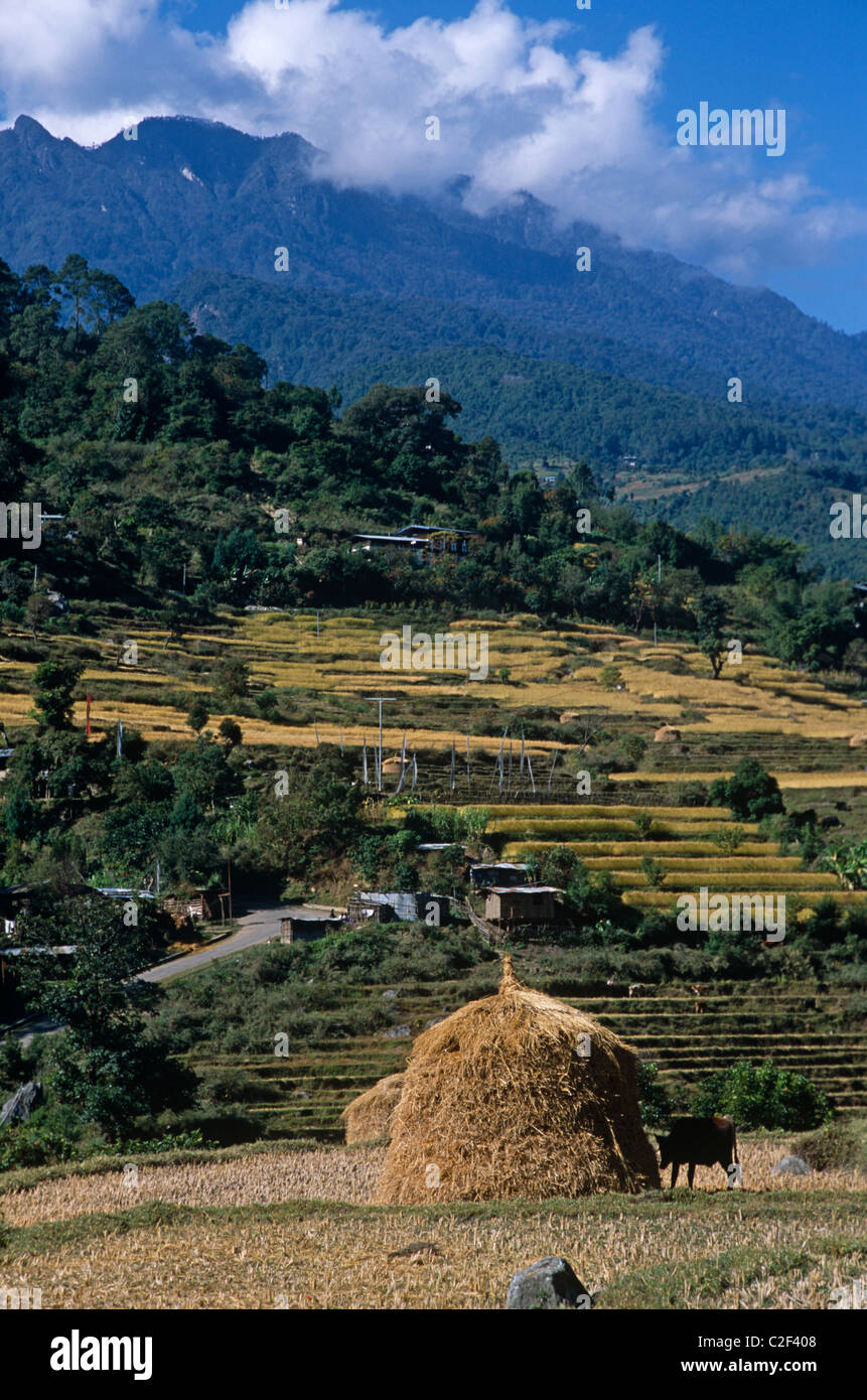 Mo chhu valley hi-res stock photography and images - Alamy