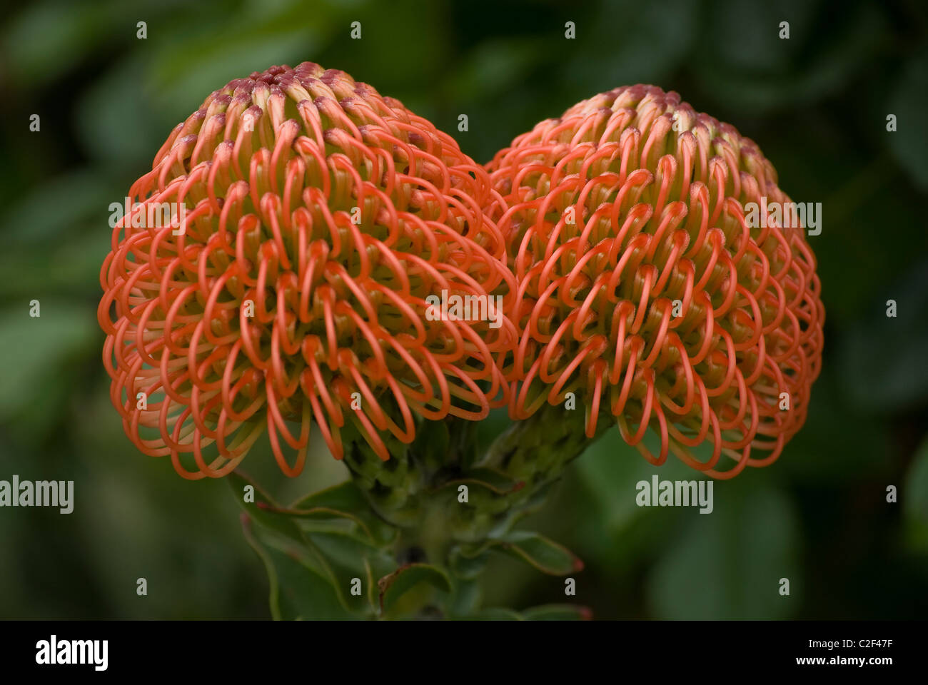 Pin Cushion Plant High Resolution Stock Photography and Images - Alamy