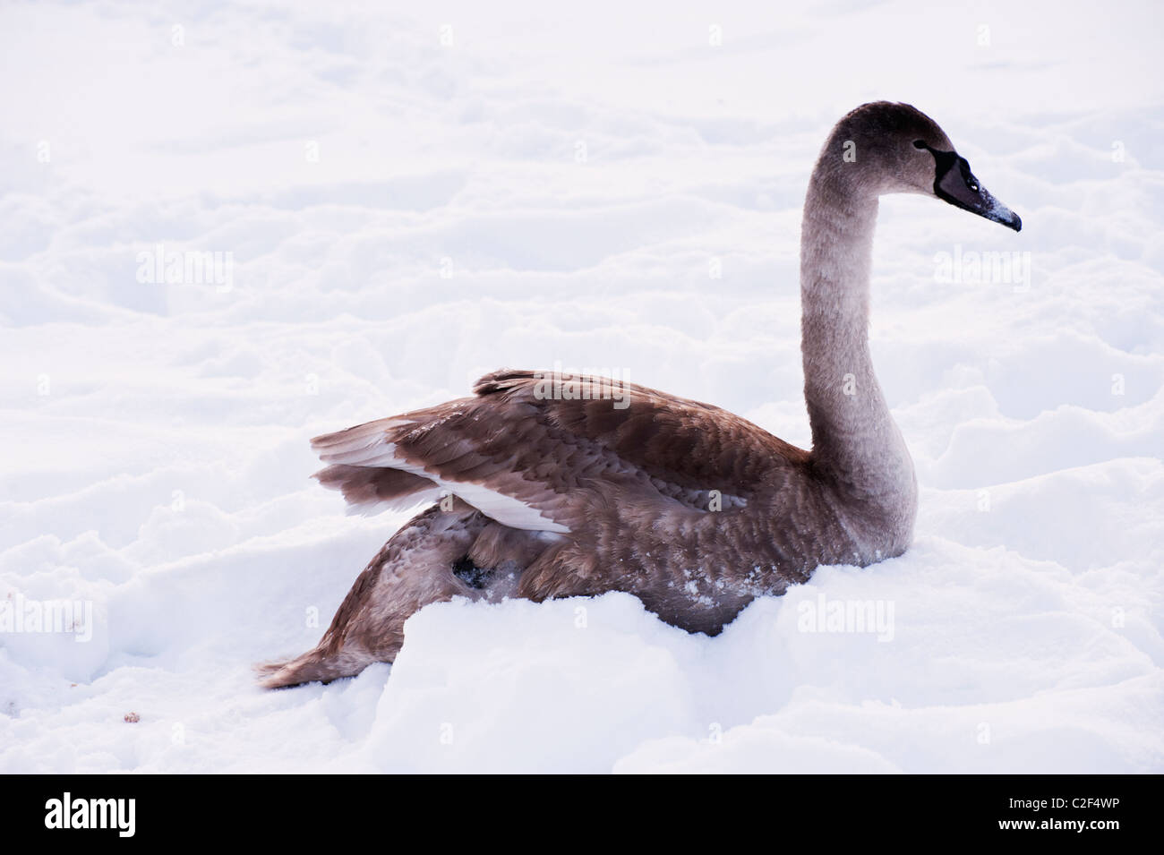 Immature swan hi-res stock photography and images - Alamy