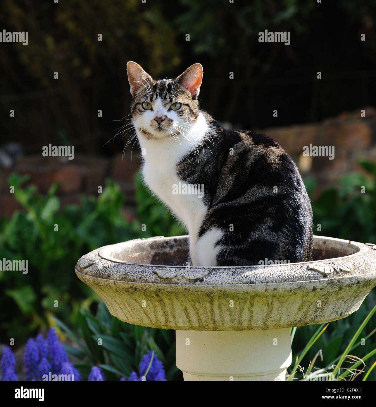 Cat sitting in a bird bath in a country garden Stock Photo - Alamy
