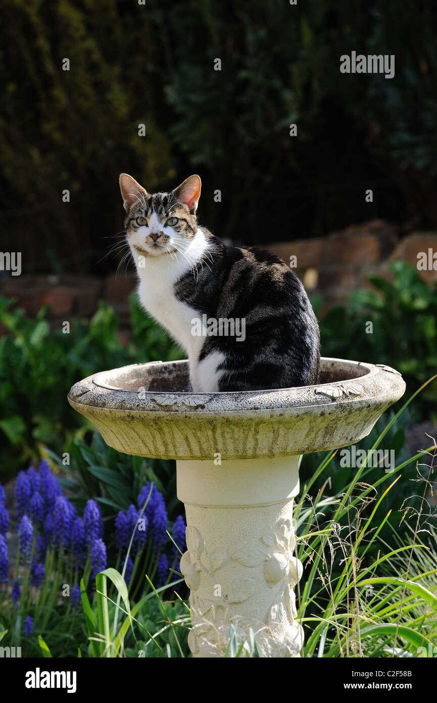Bird bath hi-res stock photography and images - Alamy