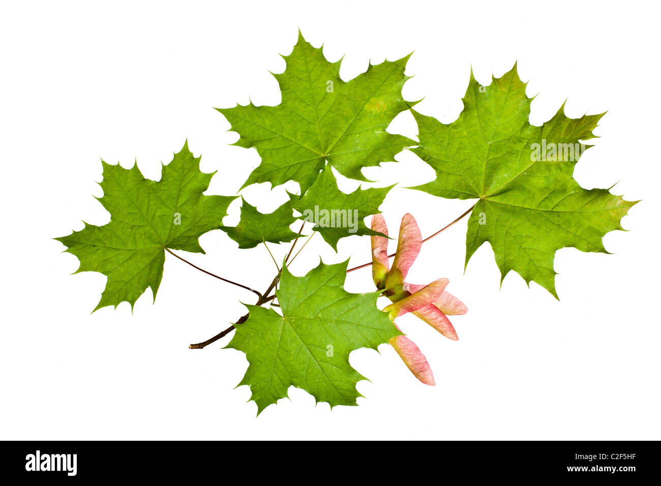 Maple tree seed pods hi-res stock photography and images - Alamy