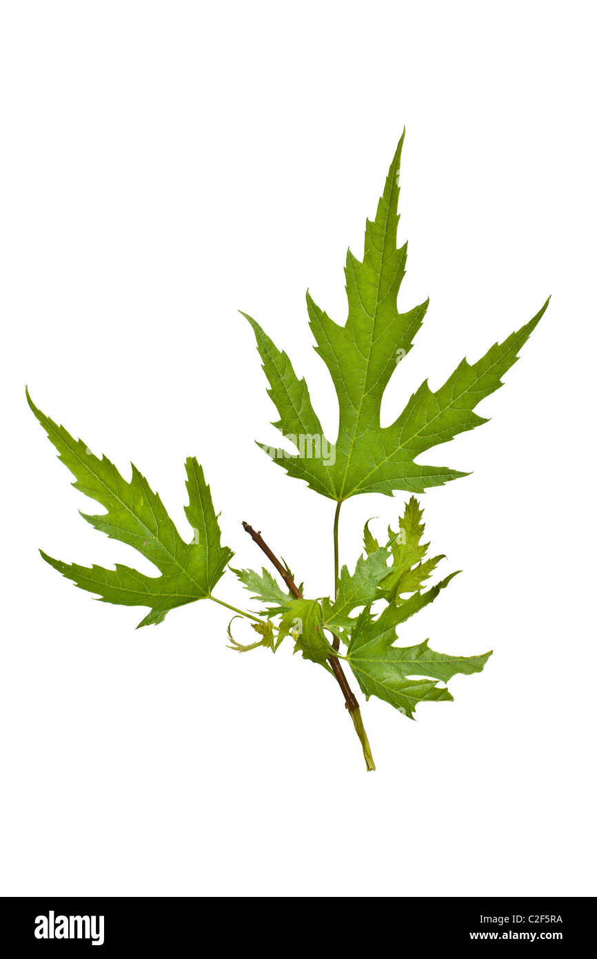 Silver maple hi-res stock photography and images - Alamy