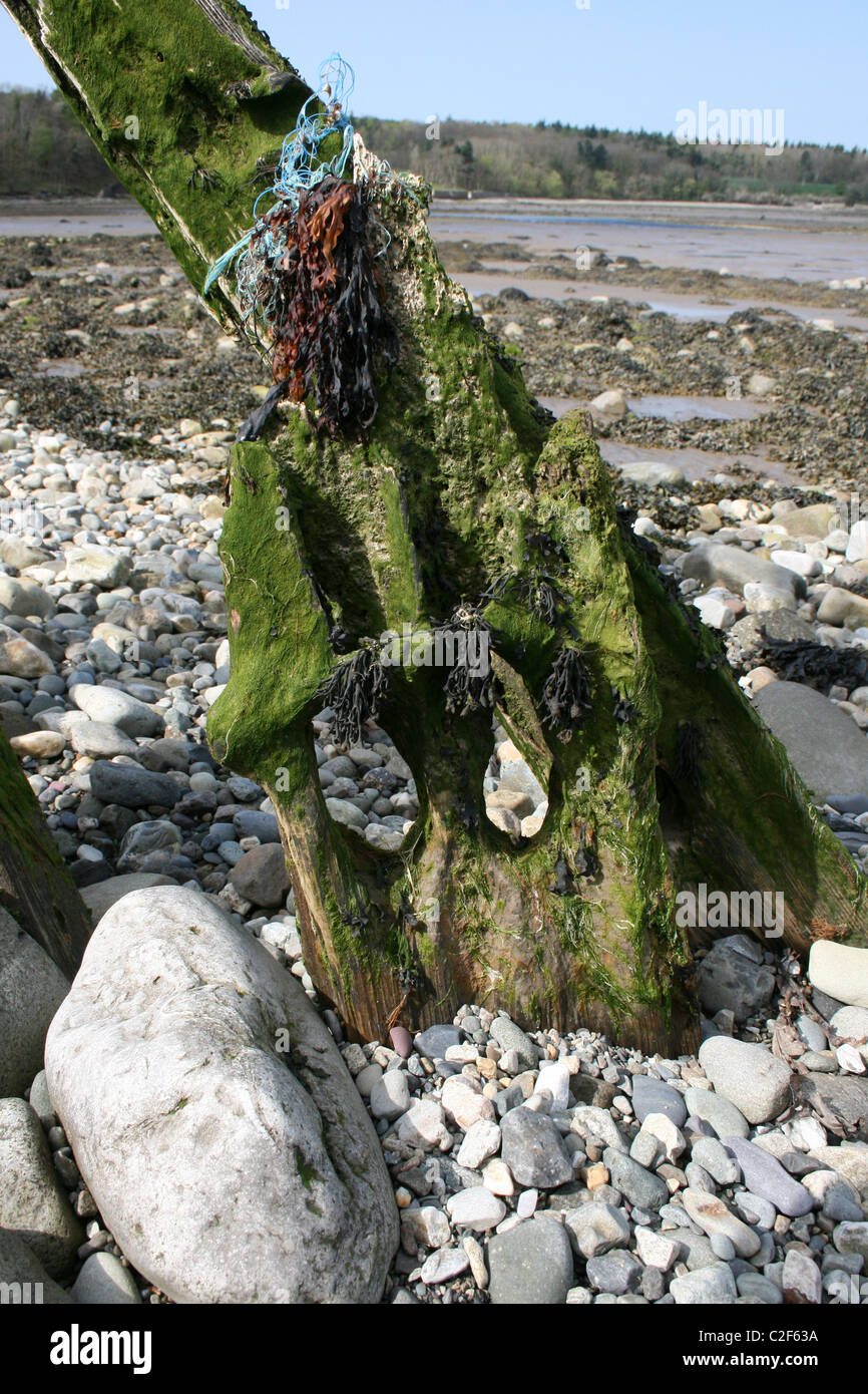 Detail On A Wooden Groyne At The Spinnies Nature Reserve On The Ogwen ...