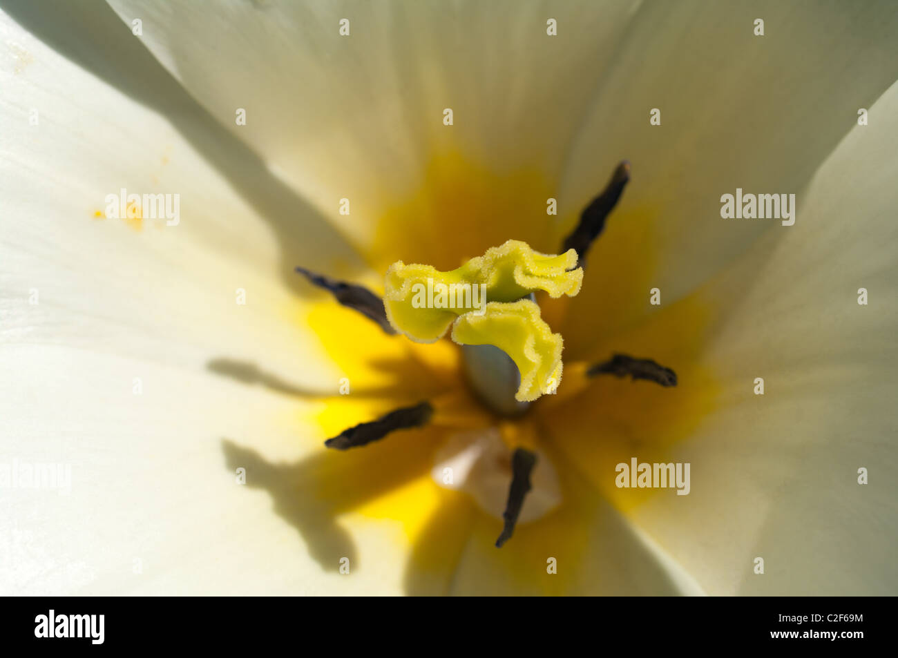 stigma of a tulip flower Stock Photo - Alamy