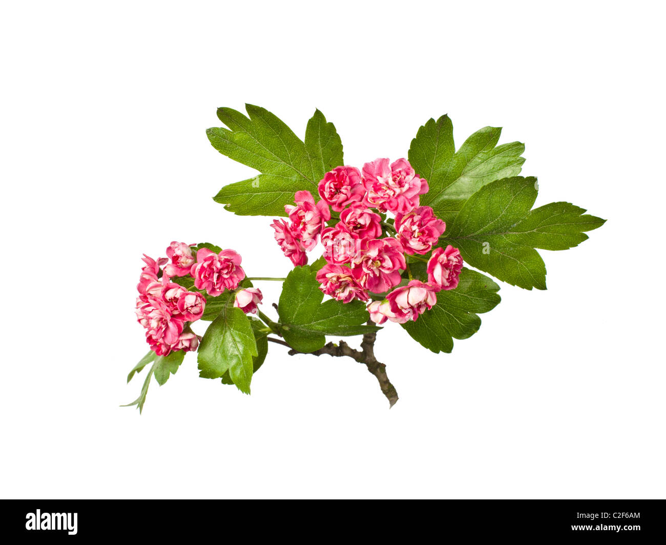 Branch hawthorn hi-res stock photography and images - Alamy