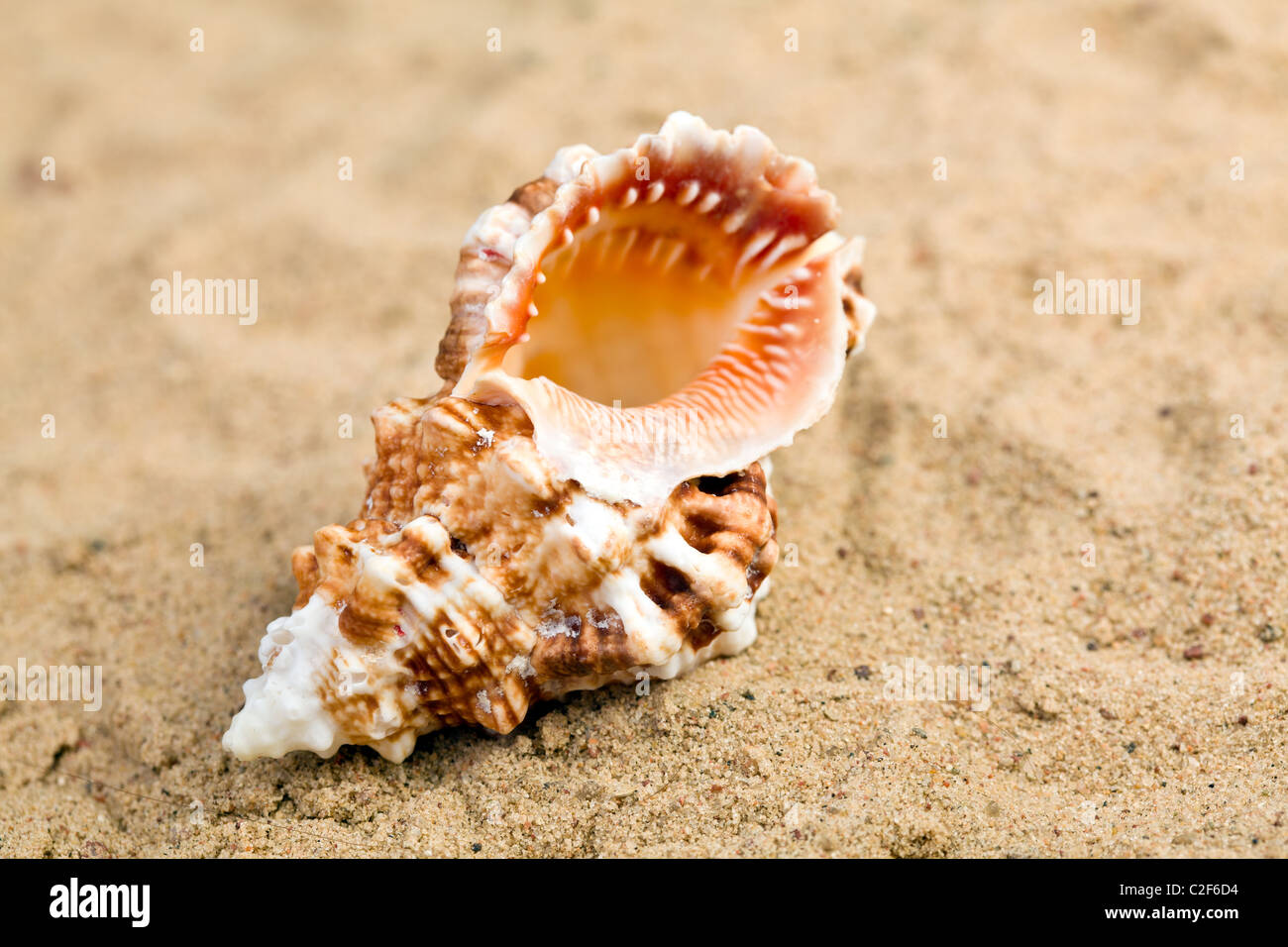 Shell on the beach Stock Photo - Alamy