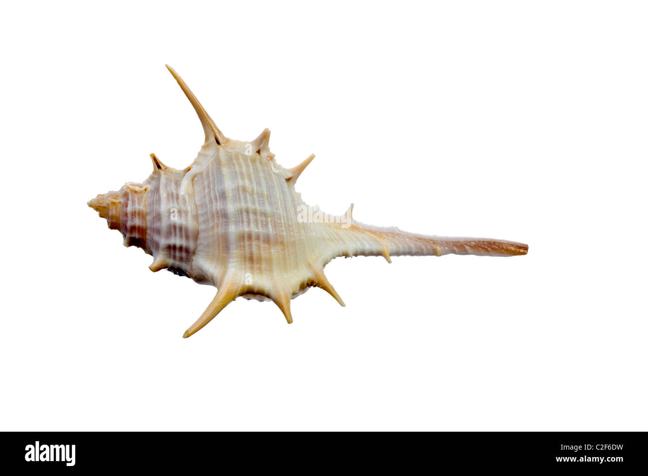 sea shell isolated on white Stock Photo - Alamy