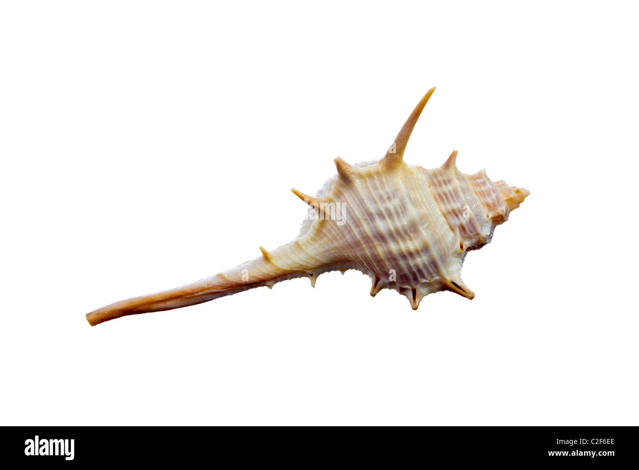 sea shell isolated on white Stock Photo - Alamy