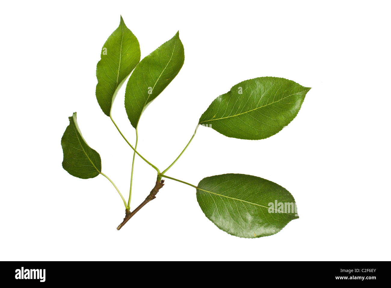 apple tree branch isolated on a white background Stock Photo - Alamy