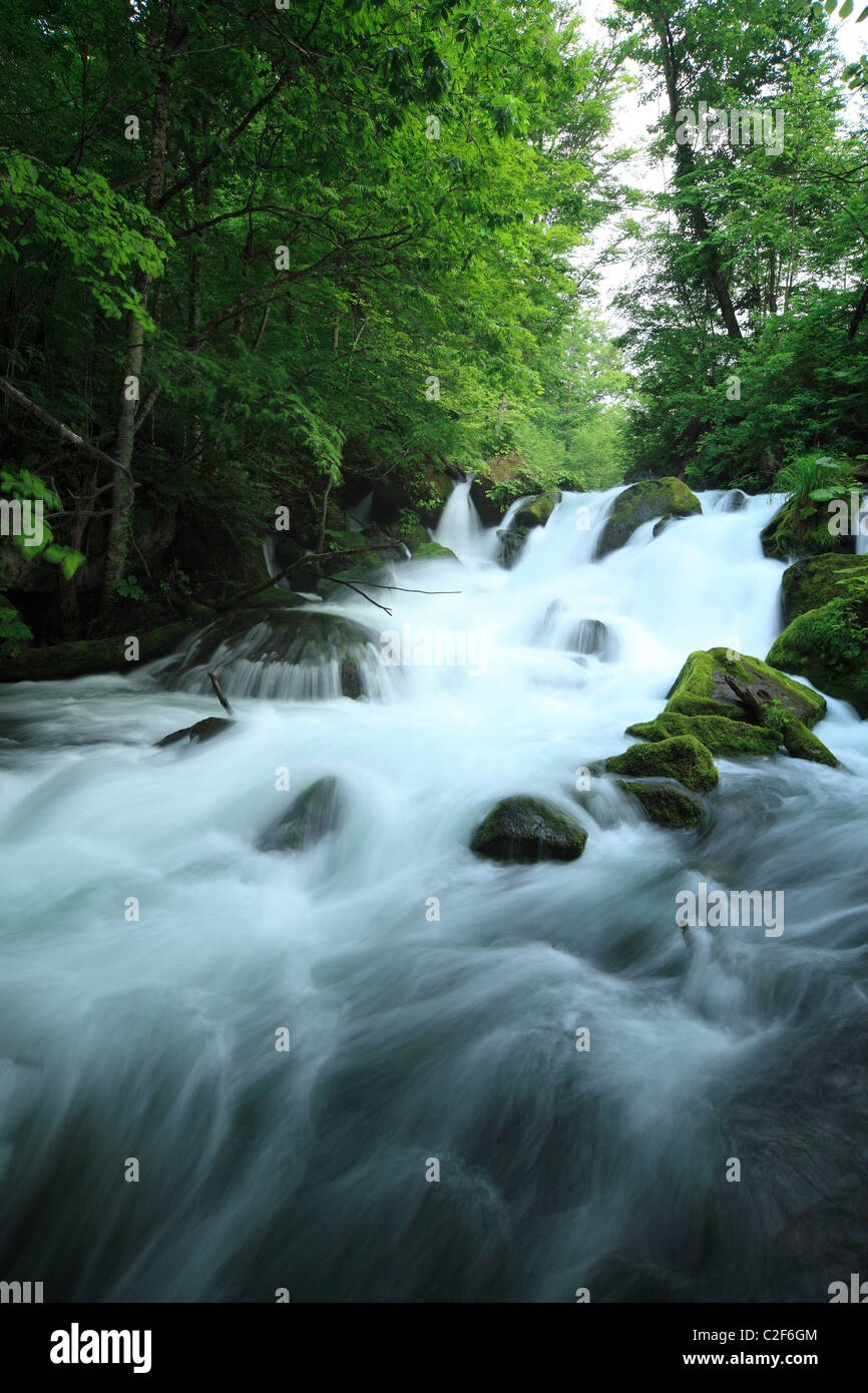 water spring in forest Stock Photo - Alamy