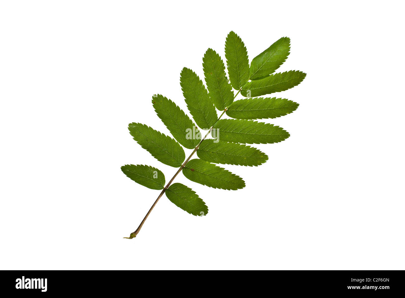 Ash tree branch isolated hi-res stock photography and images - Alamy