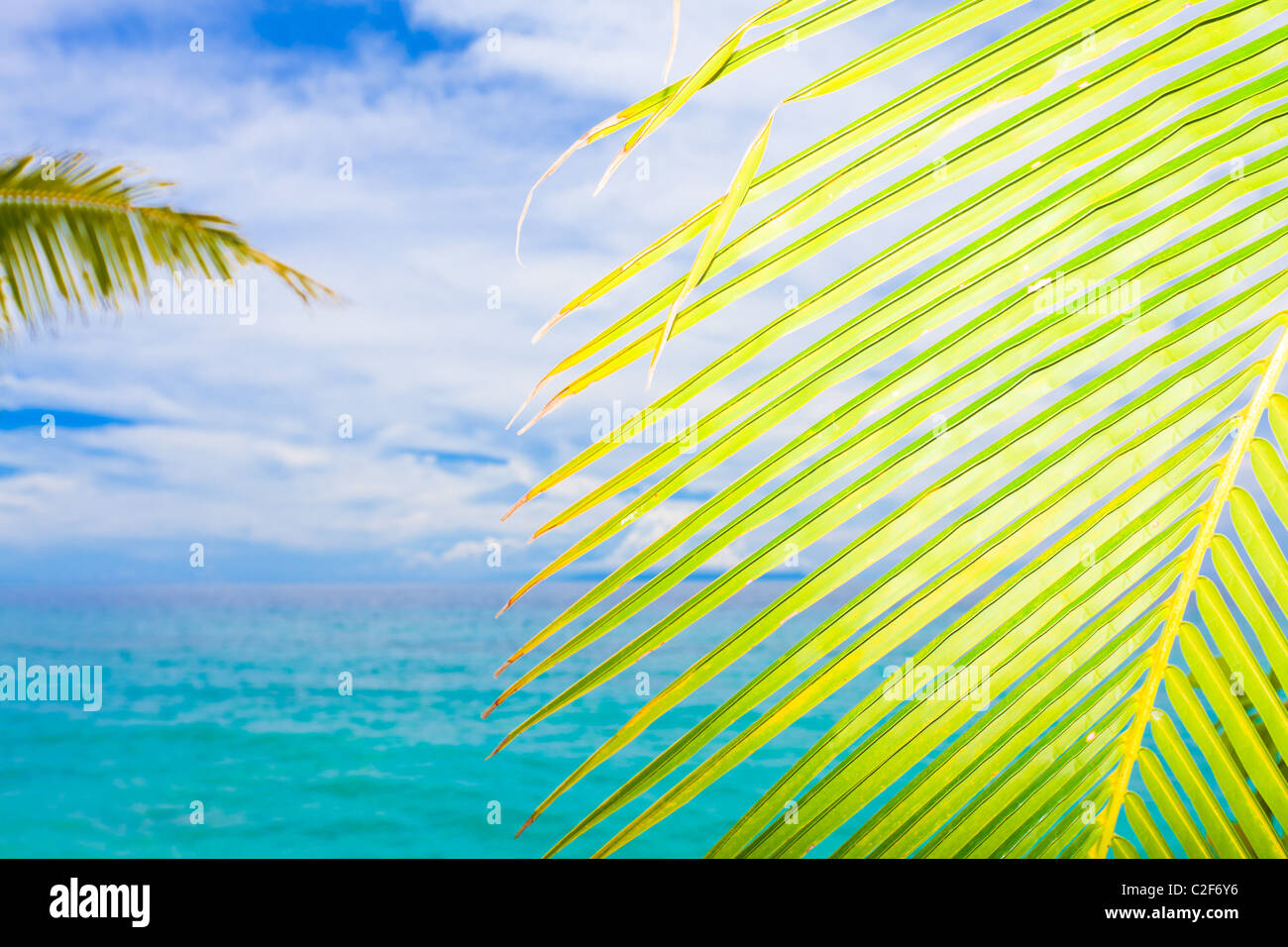 Foreground tropical foliage hi-res stock photography and images - Alamy