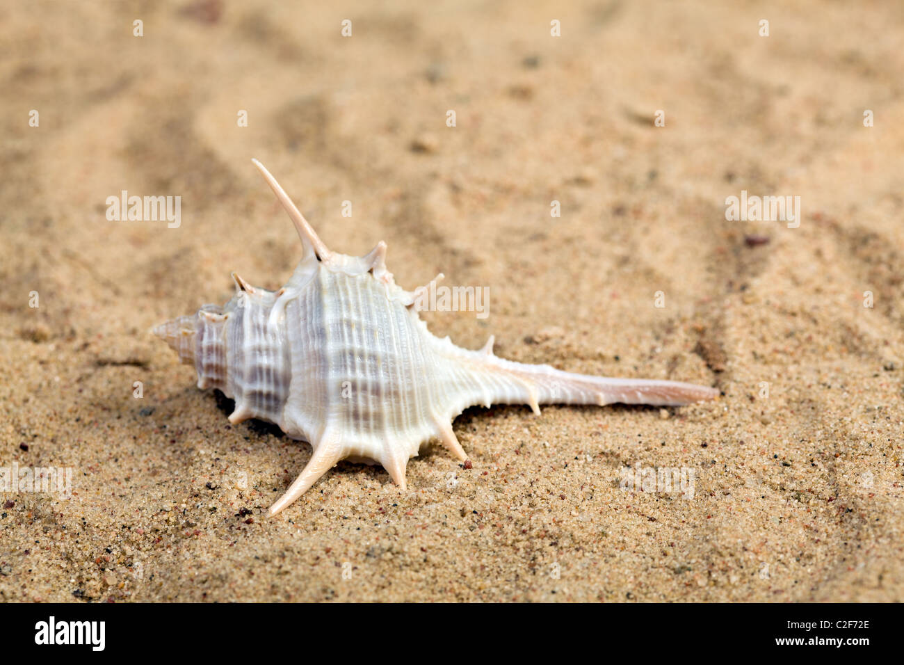 Shell on the beach Stock Photo - Alamy