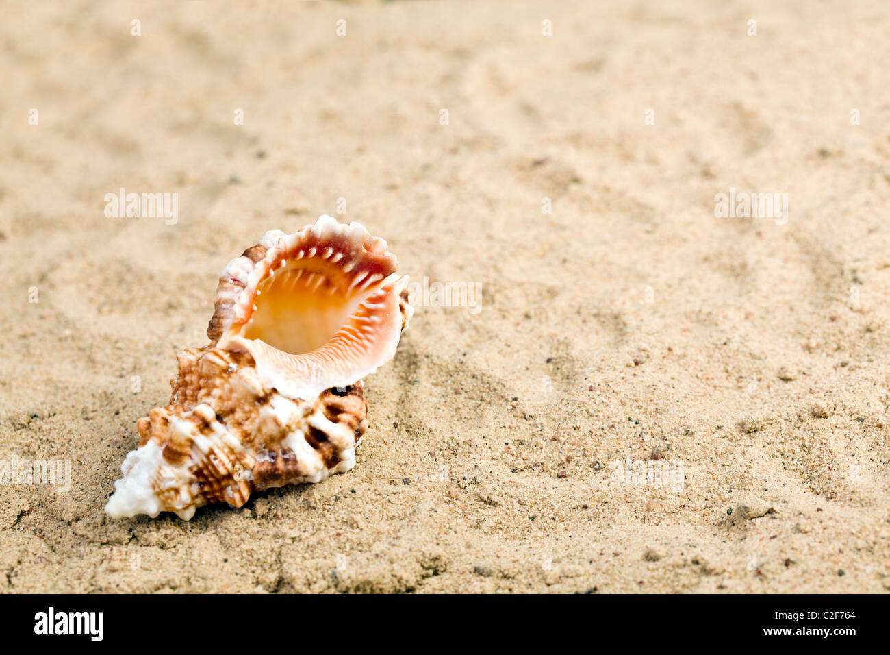 Shell on the beach Stock Photo - Alamy