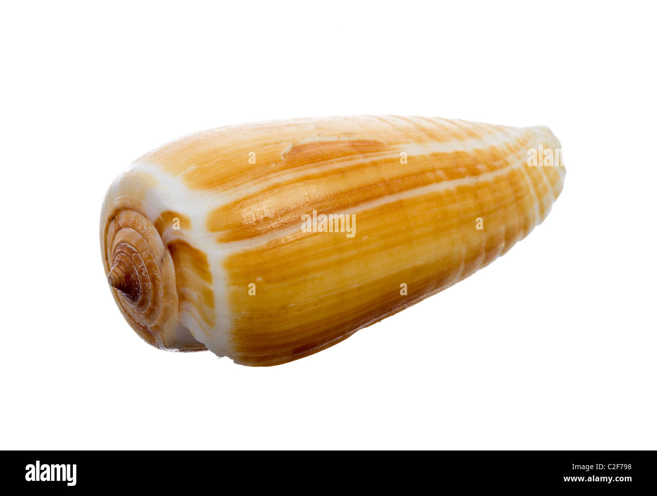 sea shell isolated on white Stock Photo - Alamy