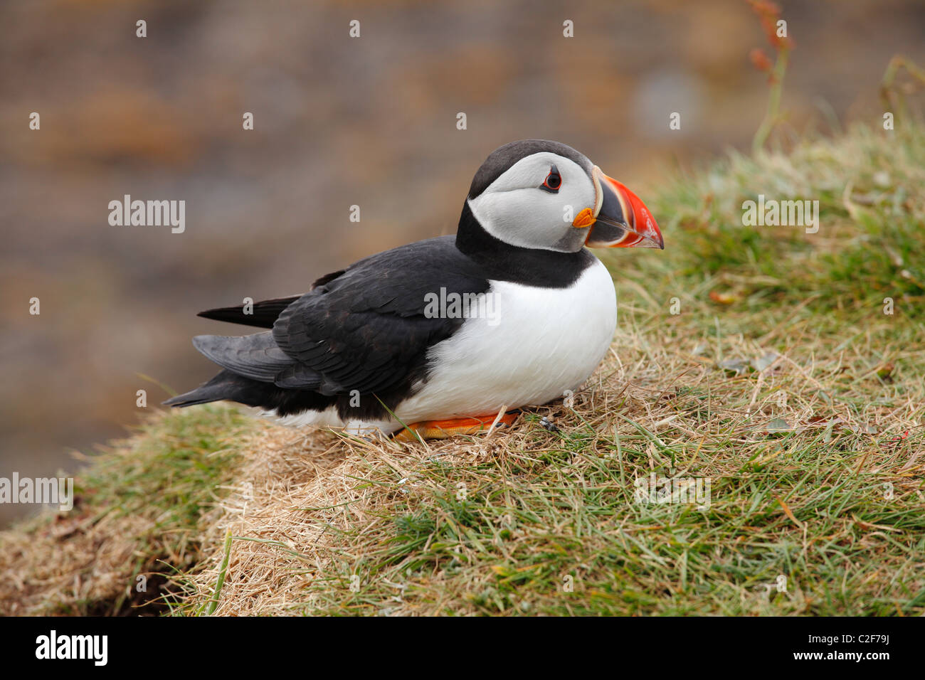 Sitting Puffin High Resolution Stock Photography and Images - Alamy