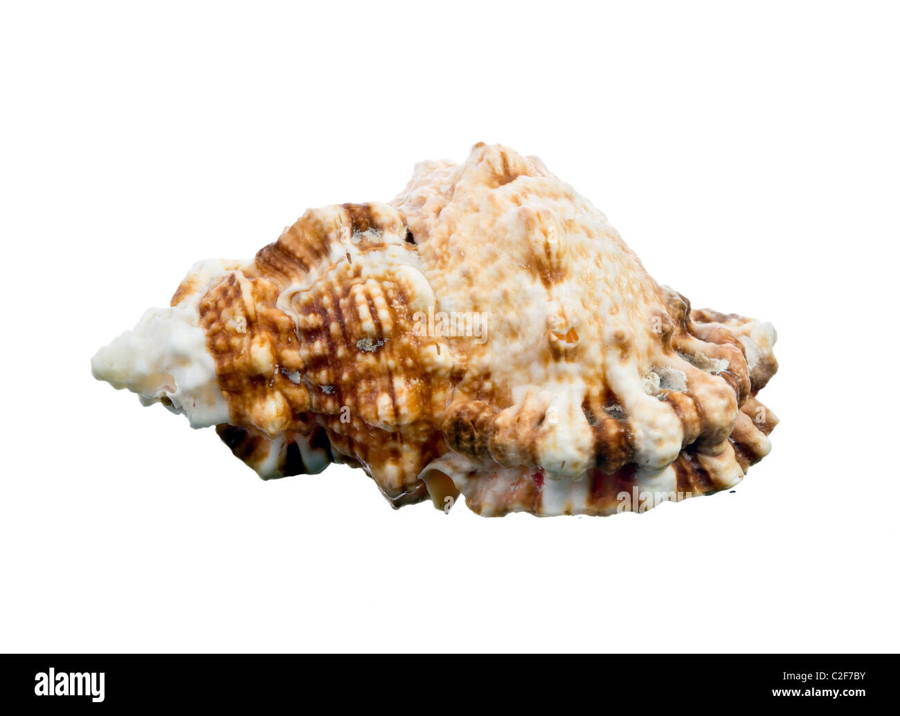 Sea shell hi-res stock photography and images - Alamy