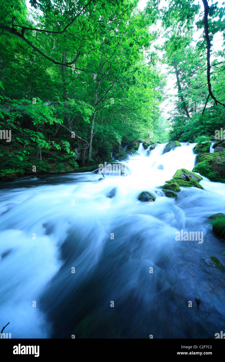 water spring in forest Stock Photo - Alamy