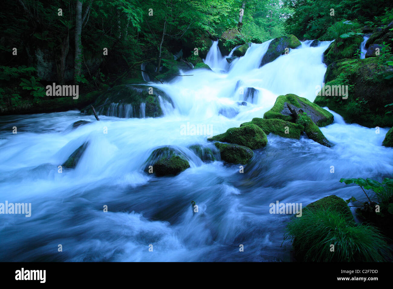 water spring in forest Stock Photo - Alamy