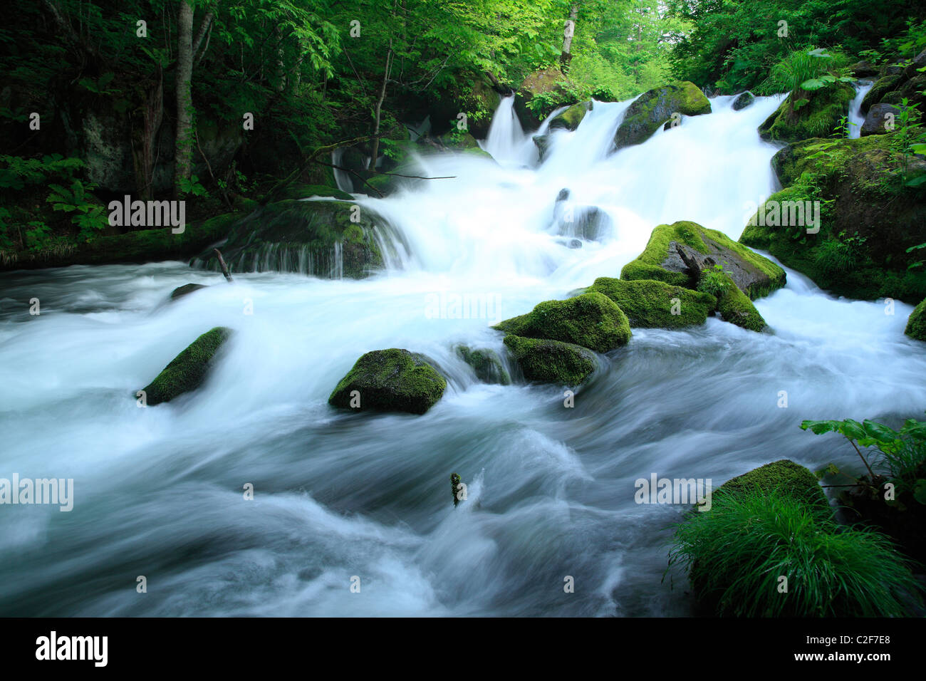 water spring in forest Stock Photo - Alamy