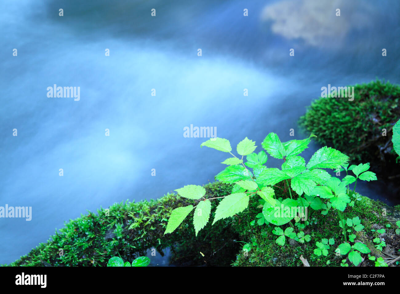water spring in forest Stock Photo - Alamy