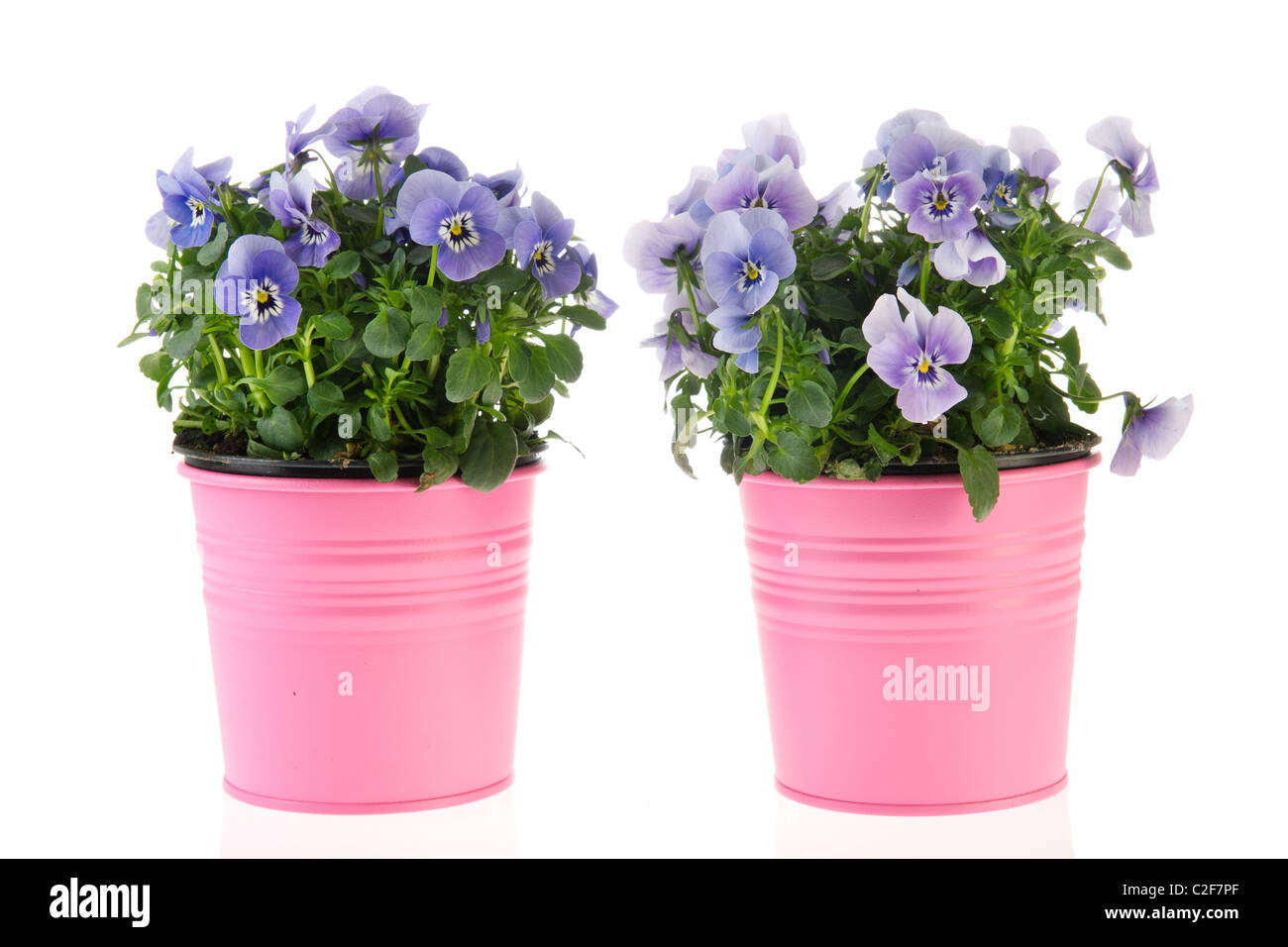 Blue violets in pink flower pots isolated over white Stock Photo - Alamy