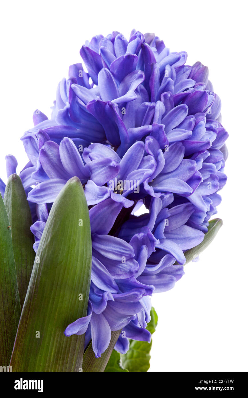 Purple hyacinthus flower in closeup over white background Stock Photo ...