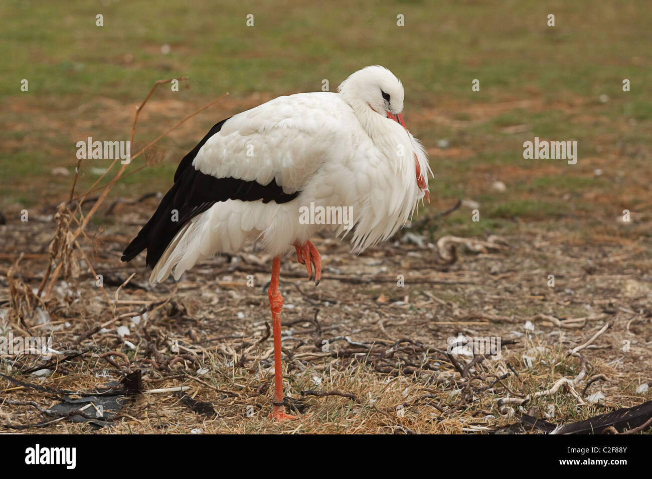 Stork Stand Barefoot Fitness Fitness Testing Stork Stand YouTube