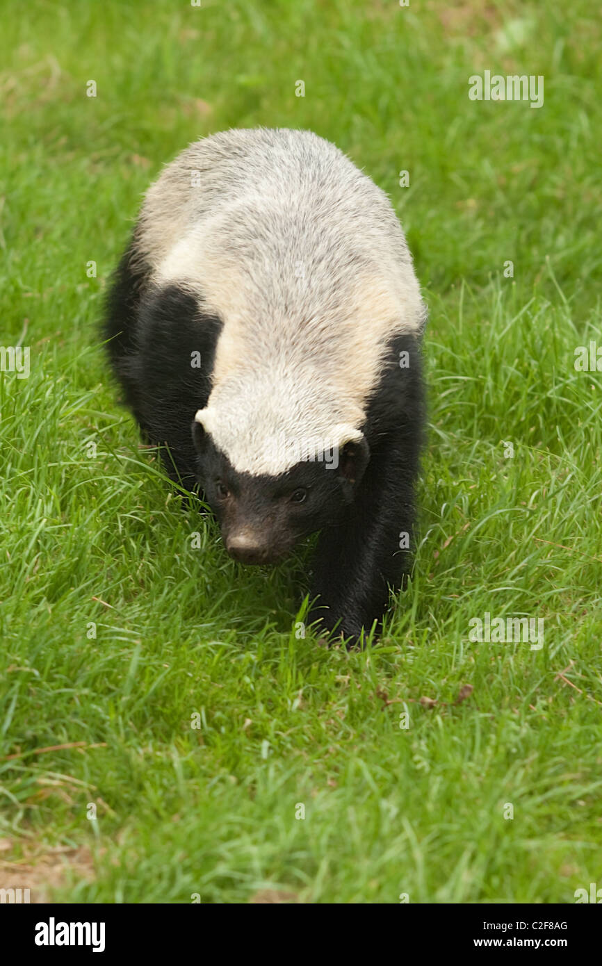 Honey badger hi-res stock photography and images - Alamy