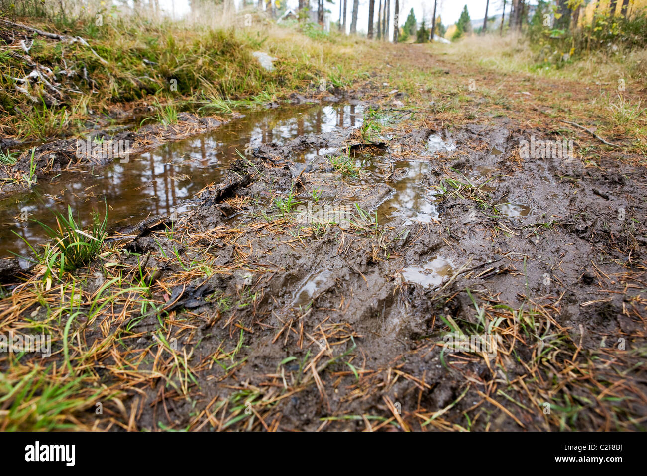 A mud puddle on a forest path Stock Photo - Alamy